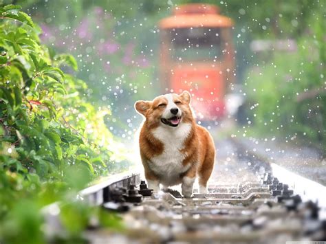 Funny Corgis