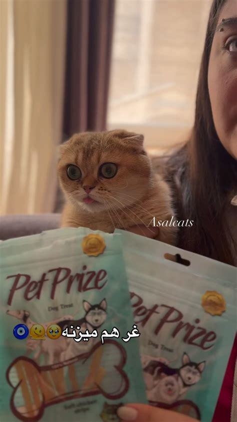🫀🧿 ‎دختر انقد شیکمو اخه؟😅😂🧿 گربه بچهگربه‎ Instagram