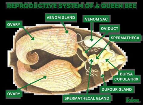 Queen Bee System