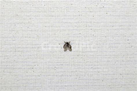 해충 날파리 초파리 박멸 벌레 사진 이미지 일러스트 캘리그라피 Seeon작가