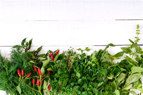 흰색 나무 배경에 유기농 녹색 신선한 허브입니다 갓 수확 한 파슬리 바질 백리향 아루굴라 딜 배너 비문에 사용할 수 있는 여유 공간입니다 건강한 생활방식에 대한 스톡 사진