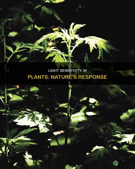 Light Sensitivity In Plants Natures Response Shuncy