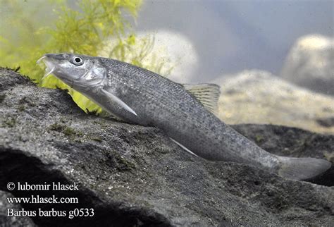 Common Barbel Barbus barbus