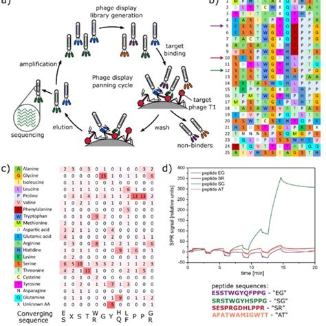 A Schematic Presentation Of Phage Display Cycles Used For Download Scientific Diagram