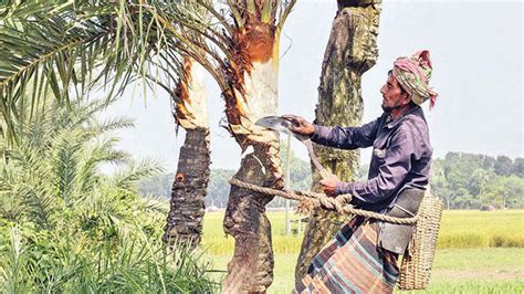নিপাহ ভাইরাসে এক নারীর মৃত্যু খেজুরের রস পানে সতর্কতার পরামর্শ