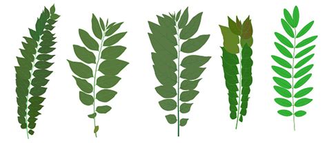 벡터 디자이너 요소는 녹색 숲 고사리 열대 녹색 유칼립투스 녹지 아트 단풍 천연 잎 허브의 컬렉션을 설정합니다 장식적인 아름다움 우아한 일러스트 디자인 일러스트레이션에 대한