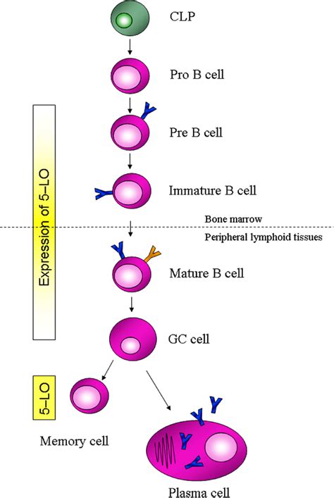 Figure 1 From Biosynthesis And Biological Role Of Leukotrienes In Human