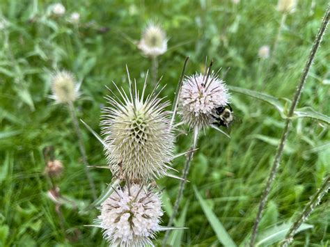 Dipsacus Dipsacaceae