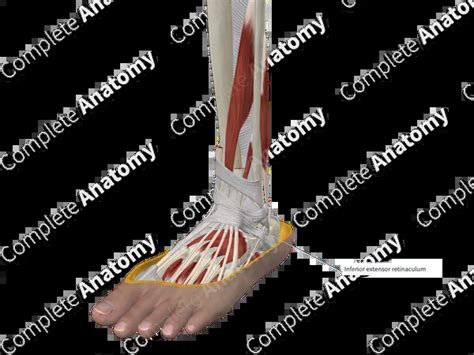 Inferior Extensor Retinaculum Of Ankle Complete Anatomy