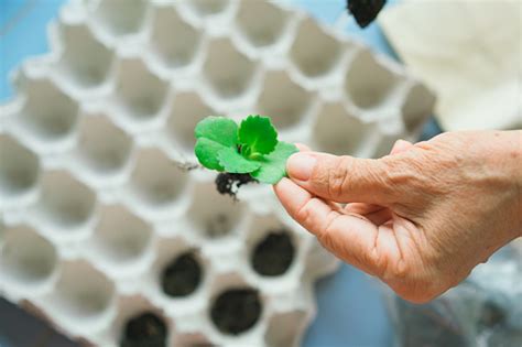 계란 트레이를 묘목 지속 가능한 가정 정원 가꾸기 및 자연과의 연결을 위한 생분해성 화분으로 재사용했습니다 경제에 대한 스톡 사진 및 기타 이미지 Istock