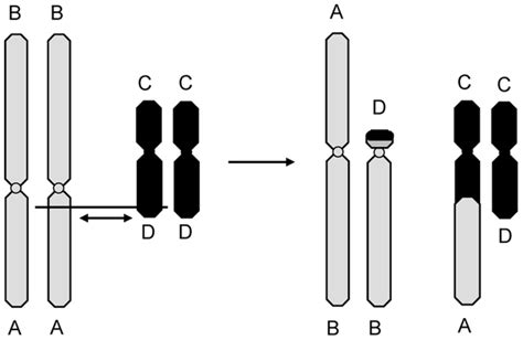 Reciprocal Translocation
