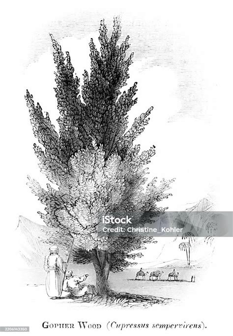 Gopher Wood Tree Timber Noah Used To Build Ark Bible Theology And History Stock Illustration