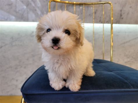 말티푸 레오 강아지입양 고양이입양 도그마루 보호소 펫샵 유기견센터 유기묘 유기견 믹스견 코리안숏헤어 애견샵 강아지무료분양