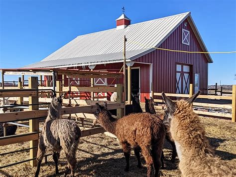 This Magical Llama Ranch In Minnesota Is An Unforgettable Encounter