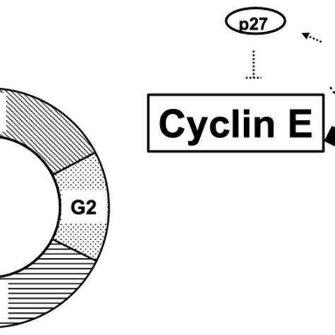 Cell Cycle Regulators In Normal Corticotroph Cells Left Panel And Download Scientific Diagram