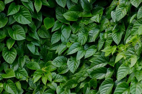 How To Identify A Tree By Its Leaves Flowers Or Bark