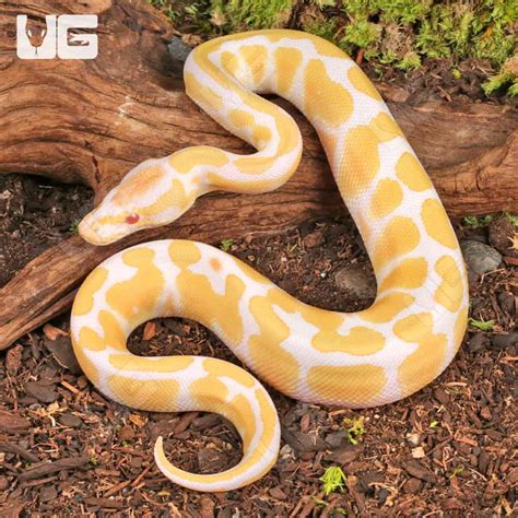 Cute Ball Python 39 Ball Python Facts Weird And Fascinating Truths