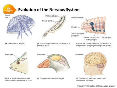 Ppt Modeling Life As Cognitive Info Computation Powerpoint Presentation Id 6404325