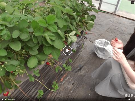 Xasiat Com Urlscan Io