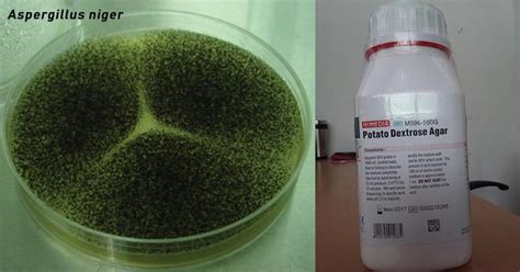 Pda Composition Principle Preparation Results Uses Sagar Aryal Phd