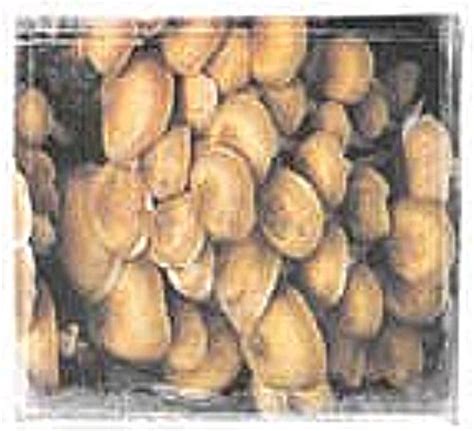 Oat Root Fungus
