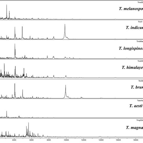 Maldi Tof Mass Spectral Profiles Of The Seven Tuber Species Identified Download Scientific