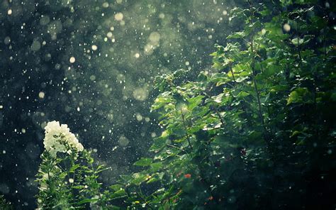 Fotografía Lluvia Naturaleza Gota De Agua Fondo De Pantalla Hd