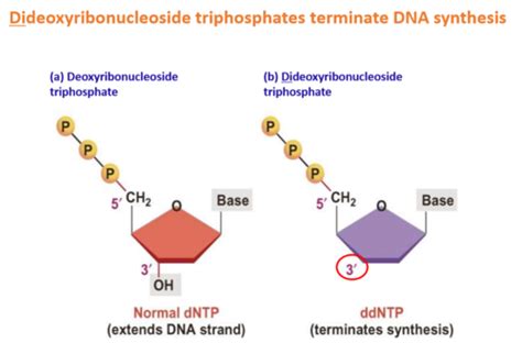 Lecture 6 Dna Sequencing Flashcards Quizlet