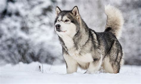 Cucciolo Di Malamute Nero