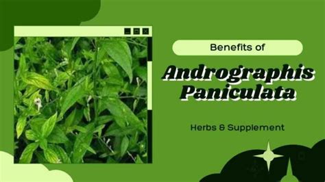 5 Benefits Of Andrographis Paniculata 2023
