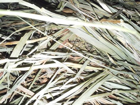 Orchardgrass Flack Farms Inc Orchardgrass Flack Farms Inc