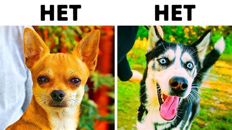 10 Пород Собак Опасных Для Семей с Детьми Youtube