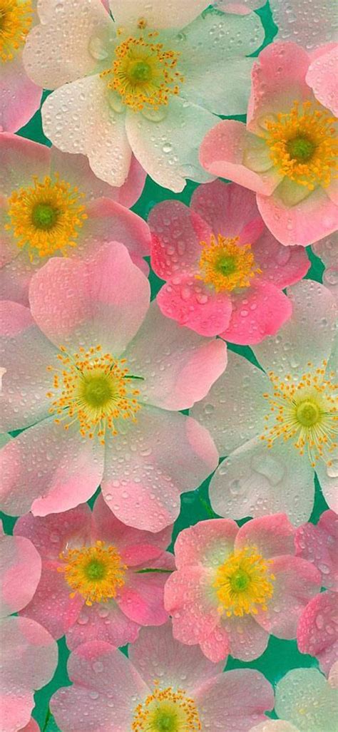 200 Flower Android Wallpapers