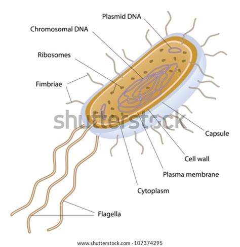 세균세포의 구조 스톡 벡터로열티 프리 107374295 Shutterstock