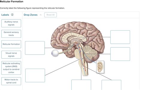 Reticular Formation Chap 13 Diagram Quizlet
