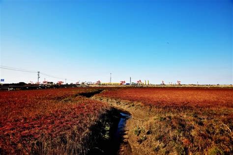 地方風景遼寧盤錦紅海灘風景圖片 每日頭條