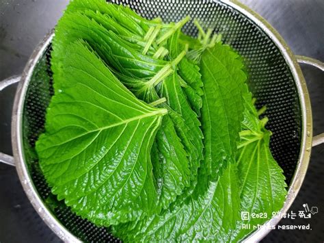 간장 깻잎장아찌 깻잎절임 만들기