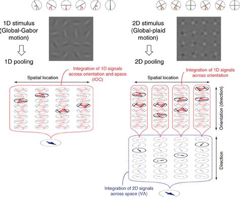 two types of spatial motion pooling amano et al 2009a left