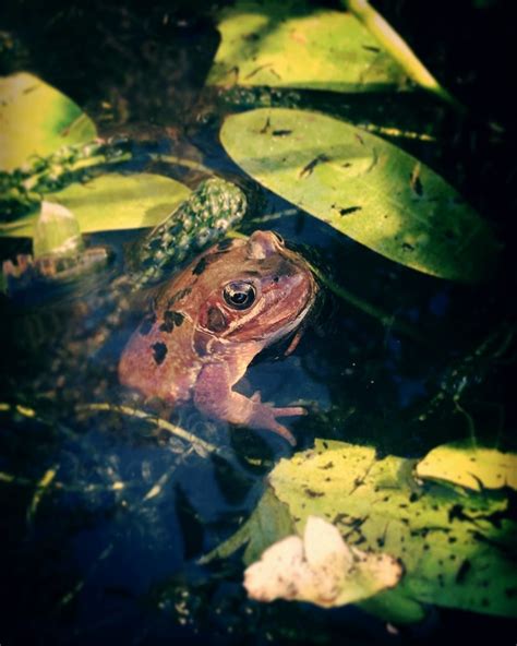Hibernating Frogs Woodland Wanderings