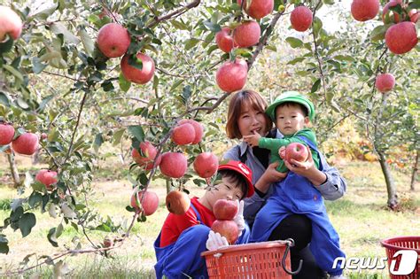 사과따기 체험 왔어요 네이트 뉴스