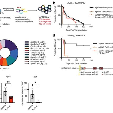 Targeting The Trp53 Binding Site In The Nprl3 Promoter Accelerates Download Scientific Diagram