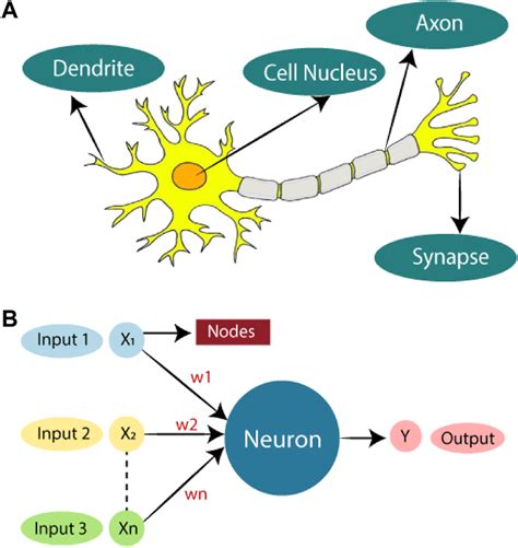 A Biological Neural Network B Artificial Neural Network Adapted Download Scientific