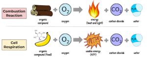 11 Differences Between Respiration And Combustion Burning CBSE