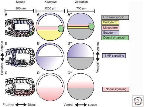 TGF β Family Signaling in Early Vertebrate Development