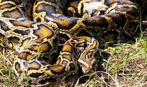 Burmese Python Eats Deer