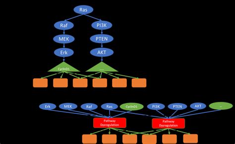 figure a is the biologically plausible representation of signaling