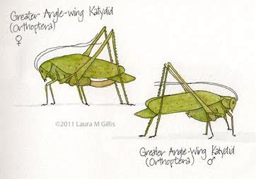 Sketching In Nature Greater Angle Wing Katydids Laura Gillis