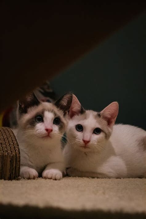실내에서 쉬고 있는 사랑스러운 쌍둥이 고양이들 · 무료 스톡 사진