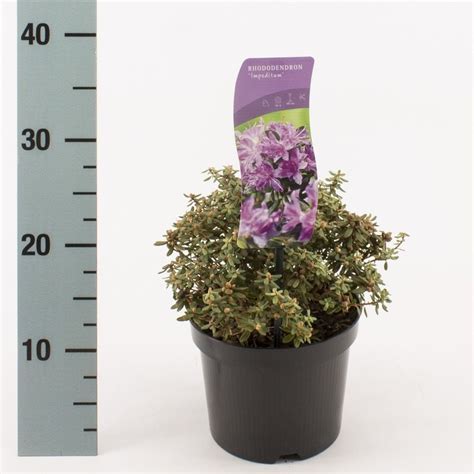 Rhododendron Impeditum — Plant Wholesale Floraccess
