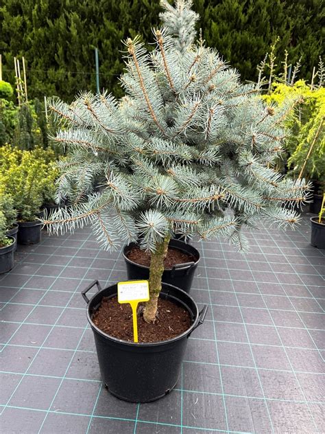 Picea pungens 'Misty Blue' - Záhradníctvo Peter Dedík